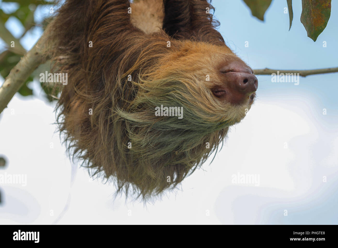 A sloth in the Cahuita National Park Costa Rica Stock Photo - Alamy