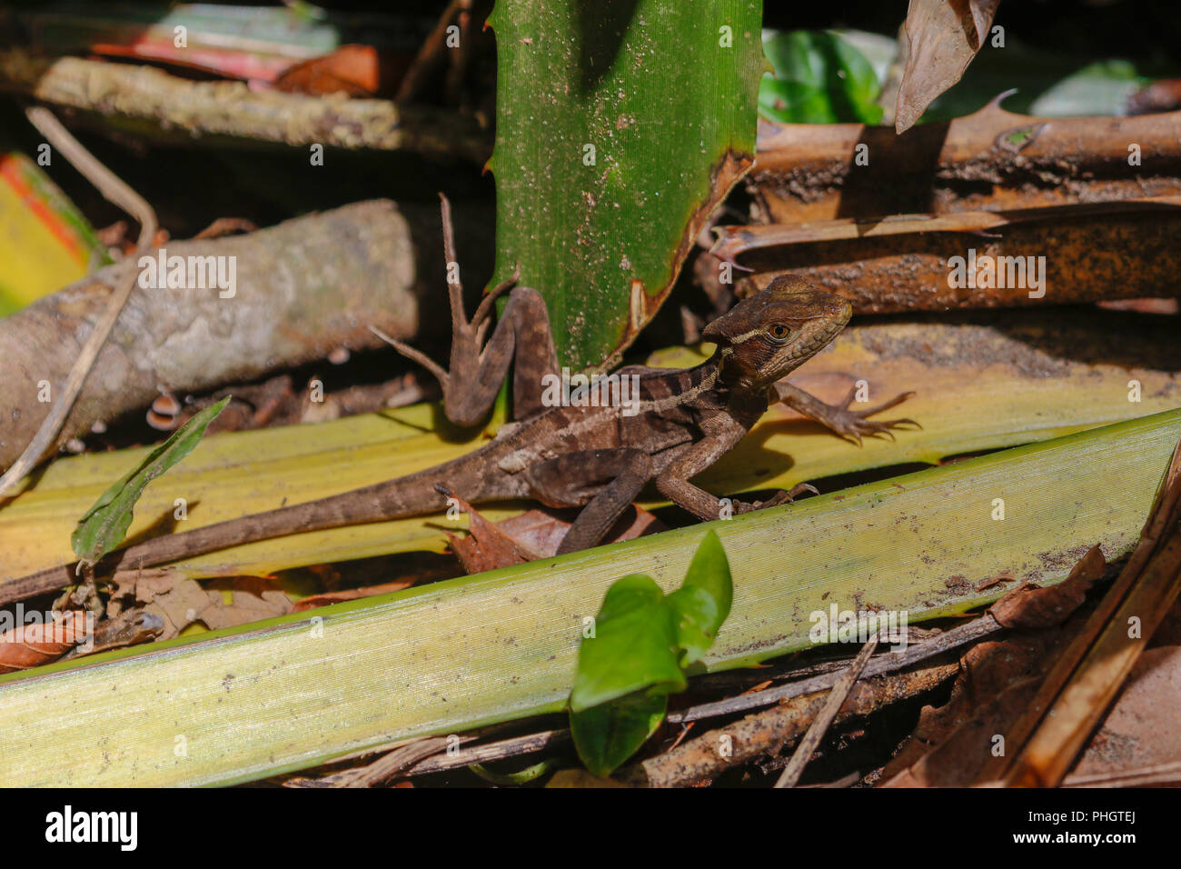a female Jesus Christ Lizard Cahuita National Park South Africa Stock ...