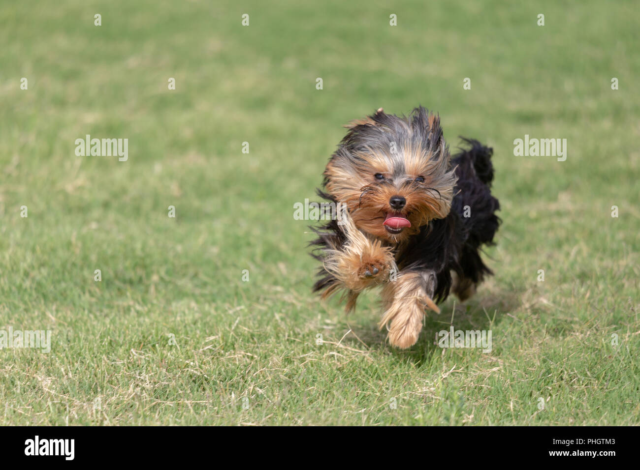 A Yorkshire terrier running in a field Stock Photo - Alamy
