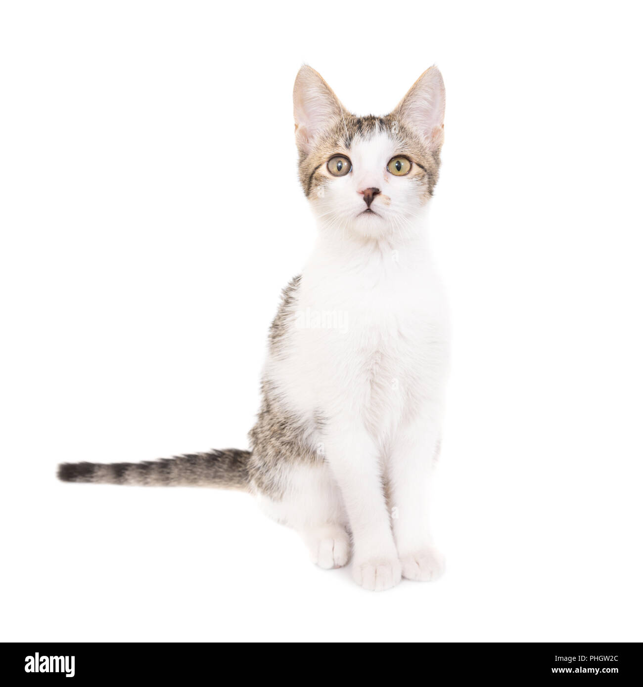 Cat face shot Cut Out Stock Images & Pictures - Alamy