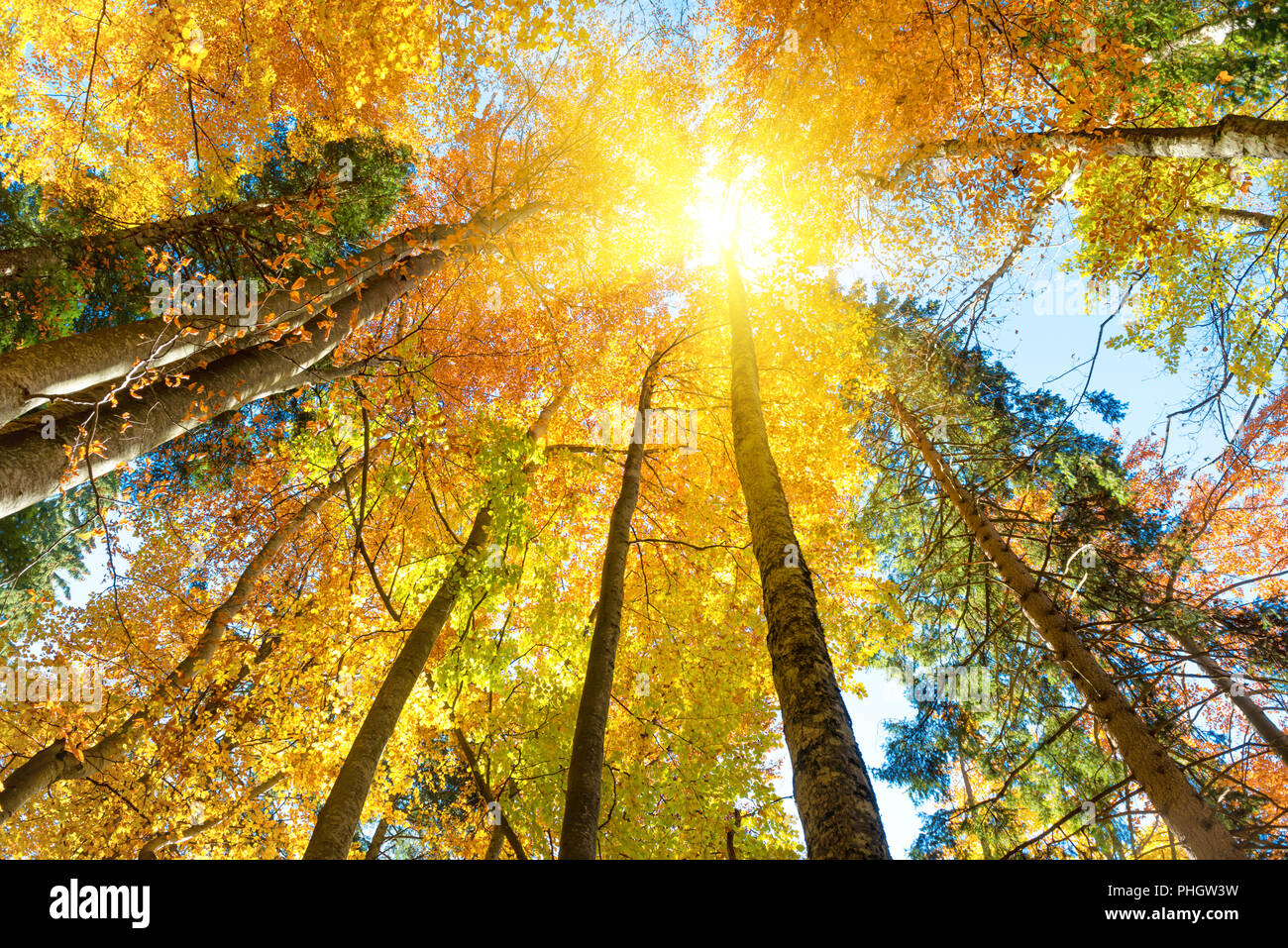 Fall in the forest Stock Photo - Alamy