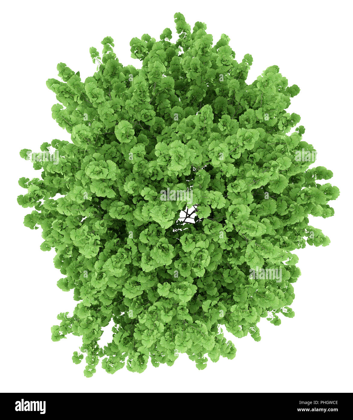 top view of ginkgo tree isolated on white background Stock Photo - Alamy