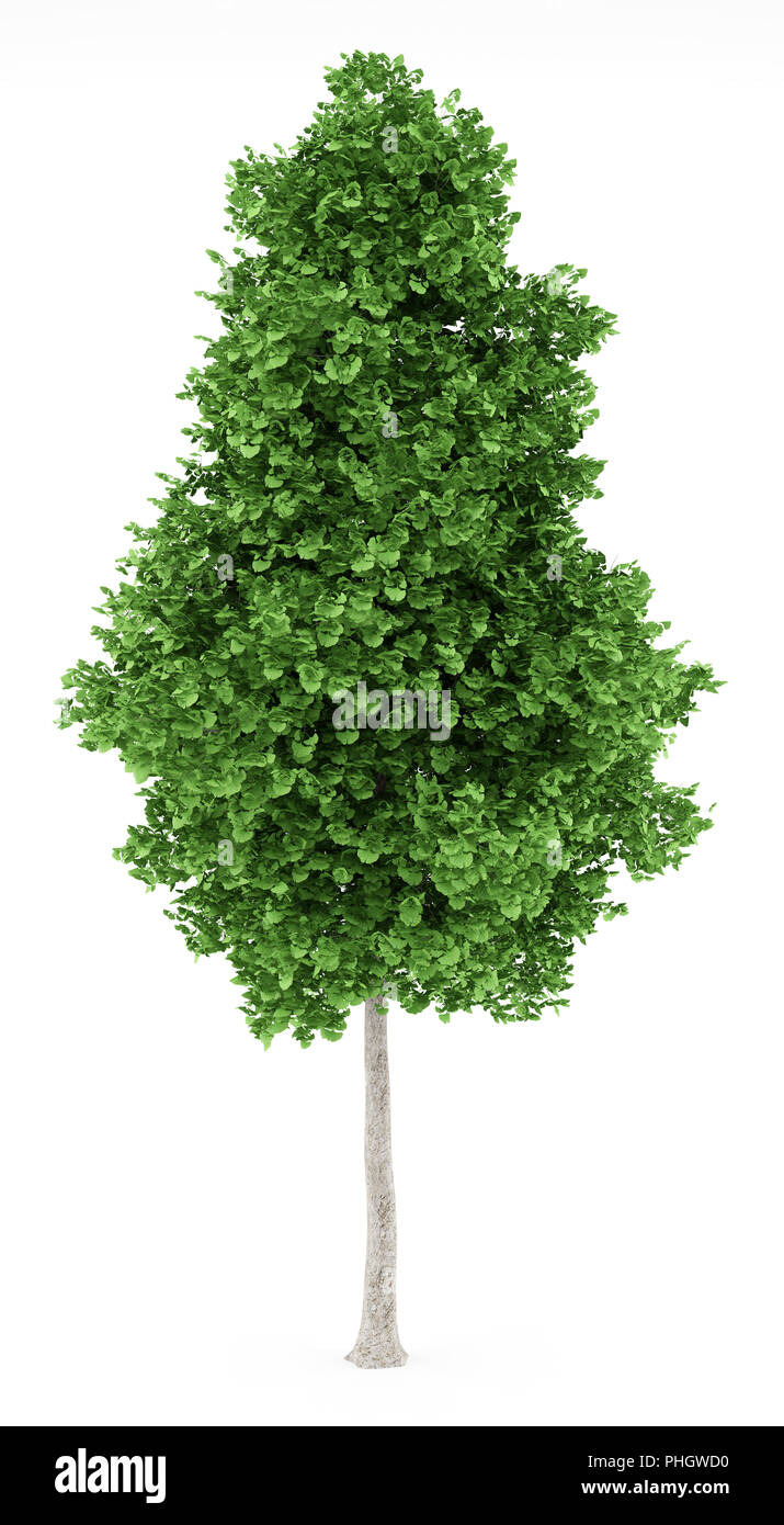 ginkgo tree isolated on white background Stock Photo - Alamy