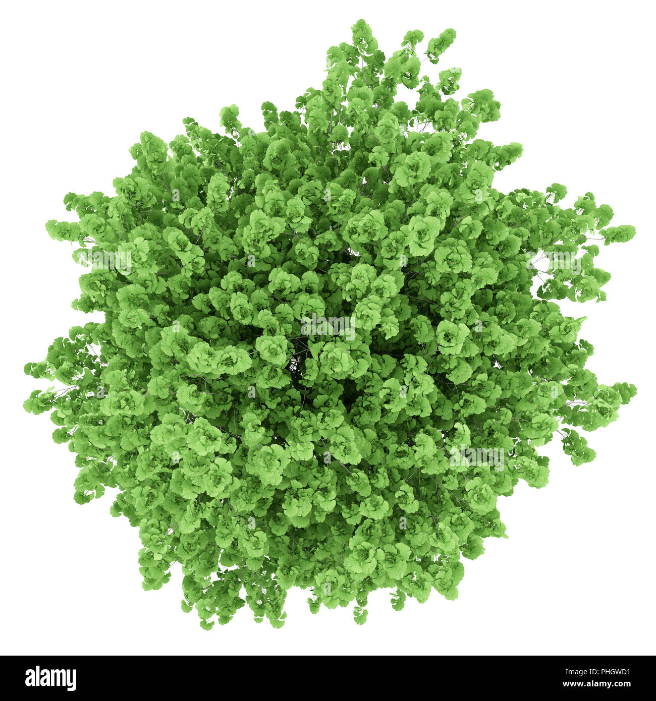 top view of ginkgo tree isolated on white background Stock Photo - Alamy