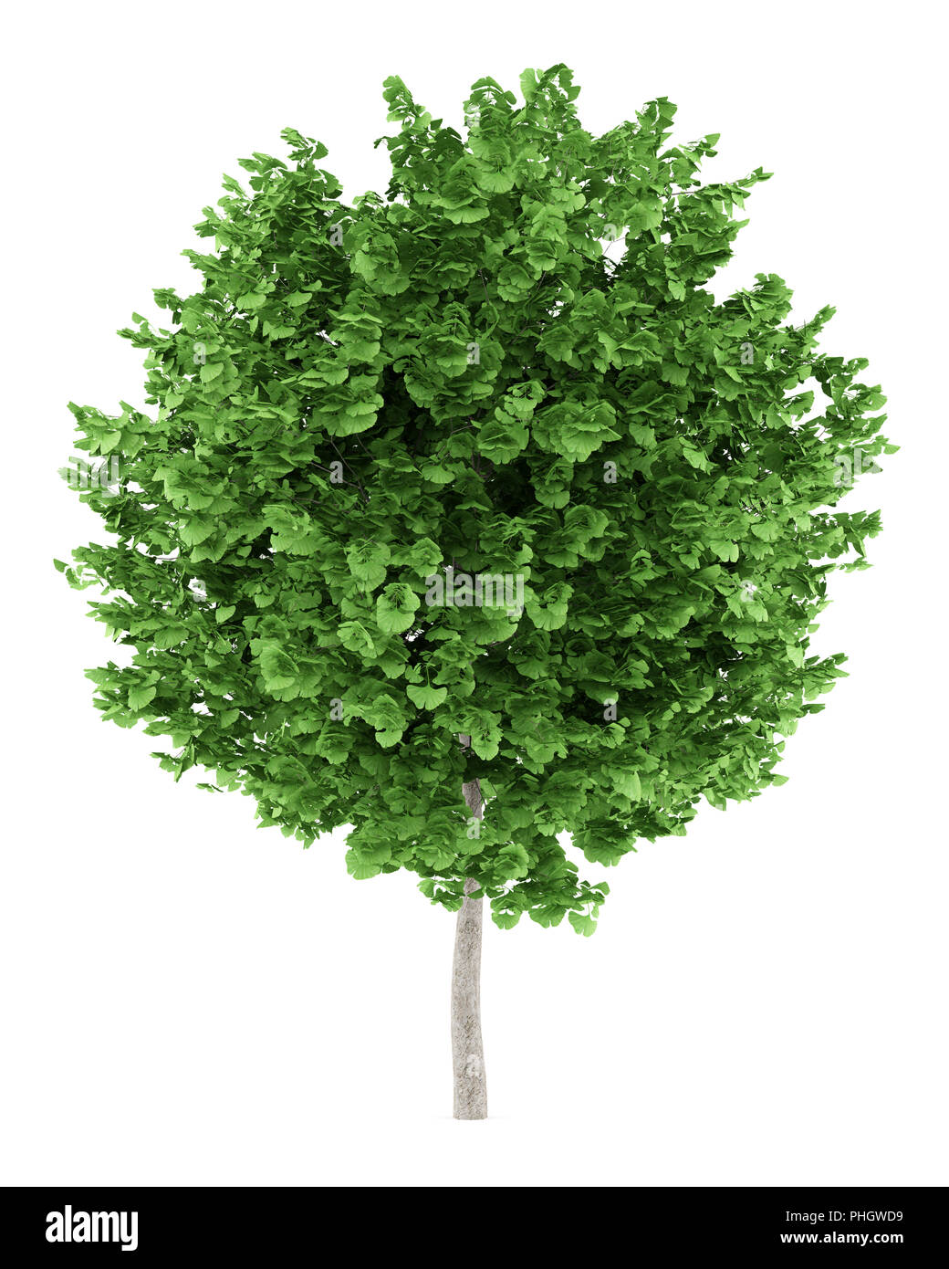 ginkgo tree isolated on white background Stock Photo - Alamy