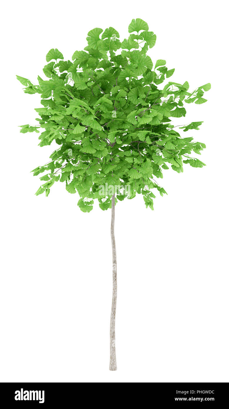 ginkgo tree isolated on white background Stock Photo - Alamy