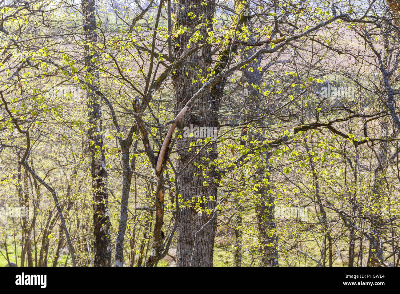 Newly opened leaves in a deciduous forest in spring Stock Photo - Alamy