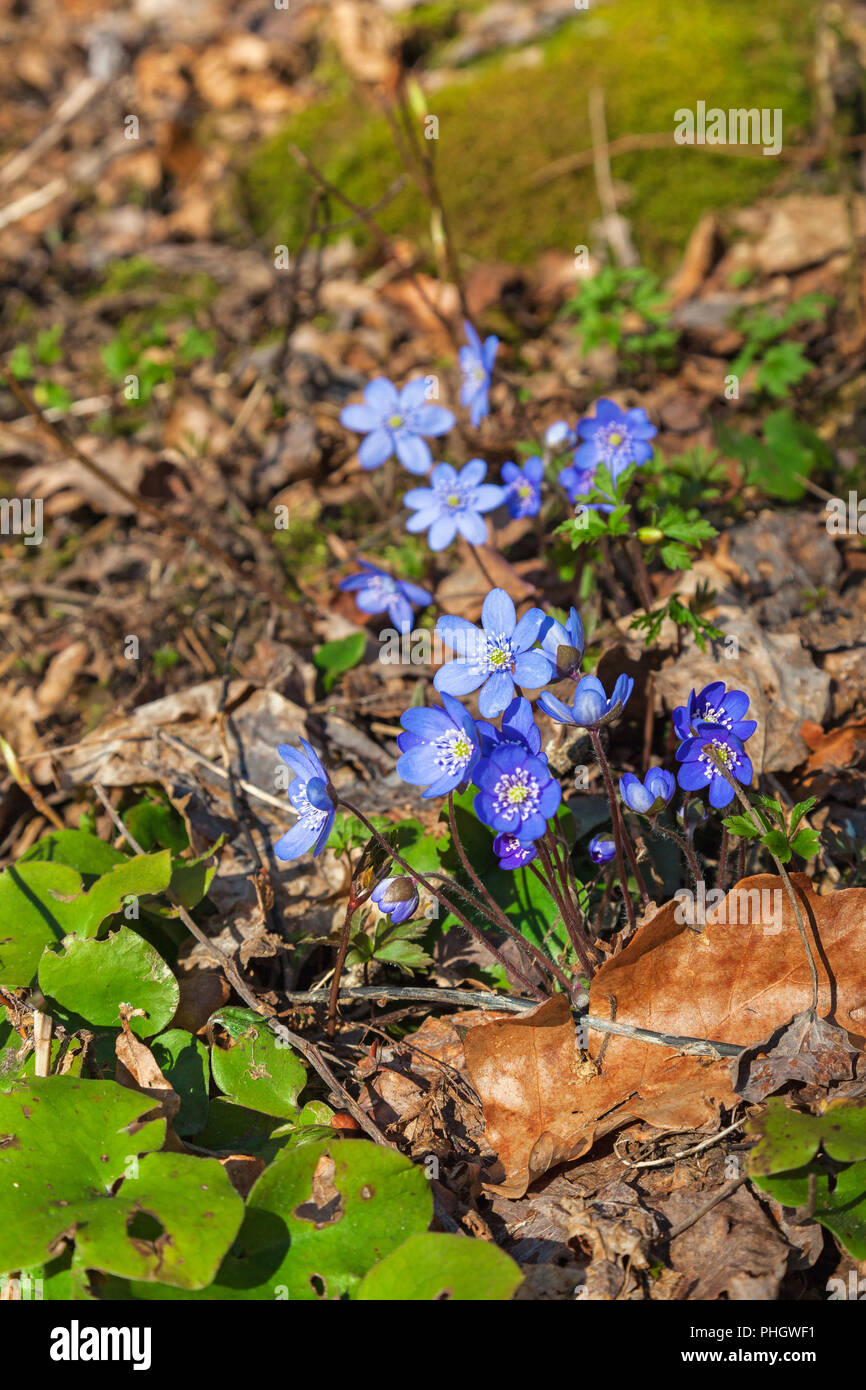 Liverleaf that bloom in early spring Stock Photo - Alamy
