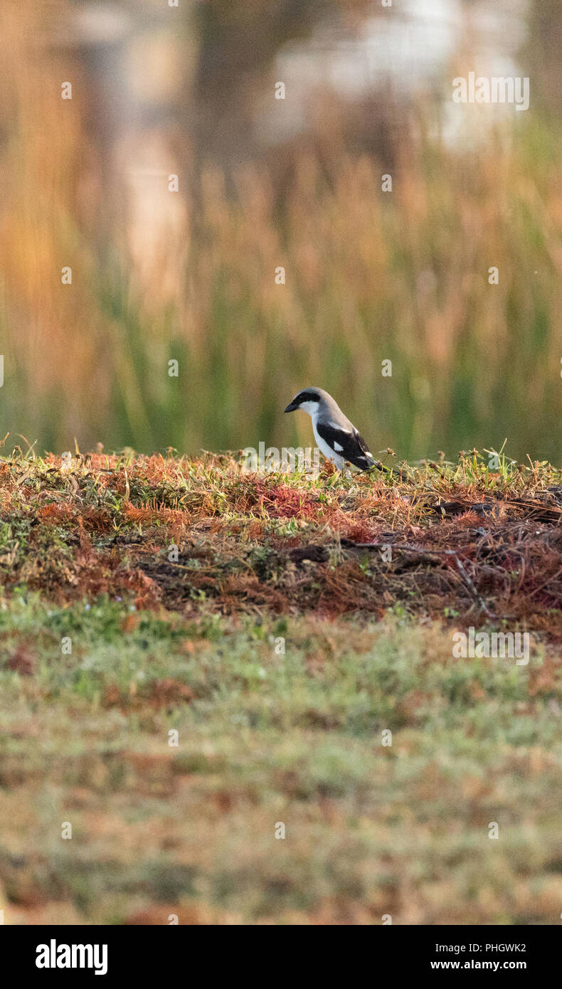 Loggerhead shrike bird Lanius ludovicianus perches on the ground Stock ...