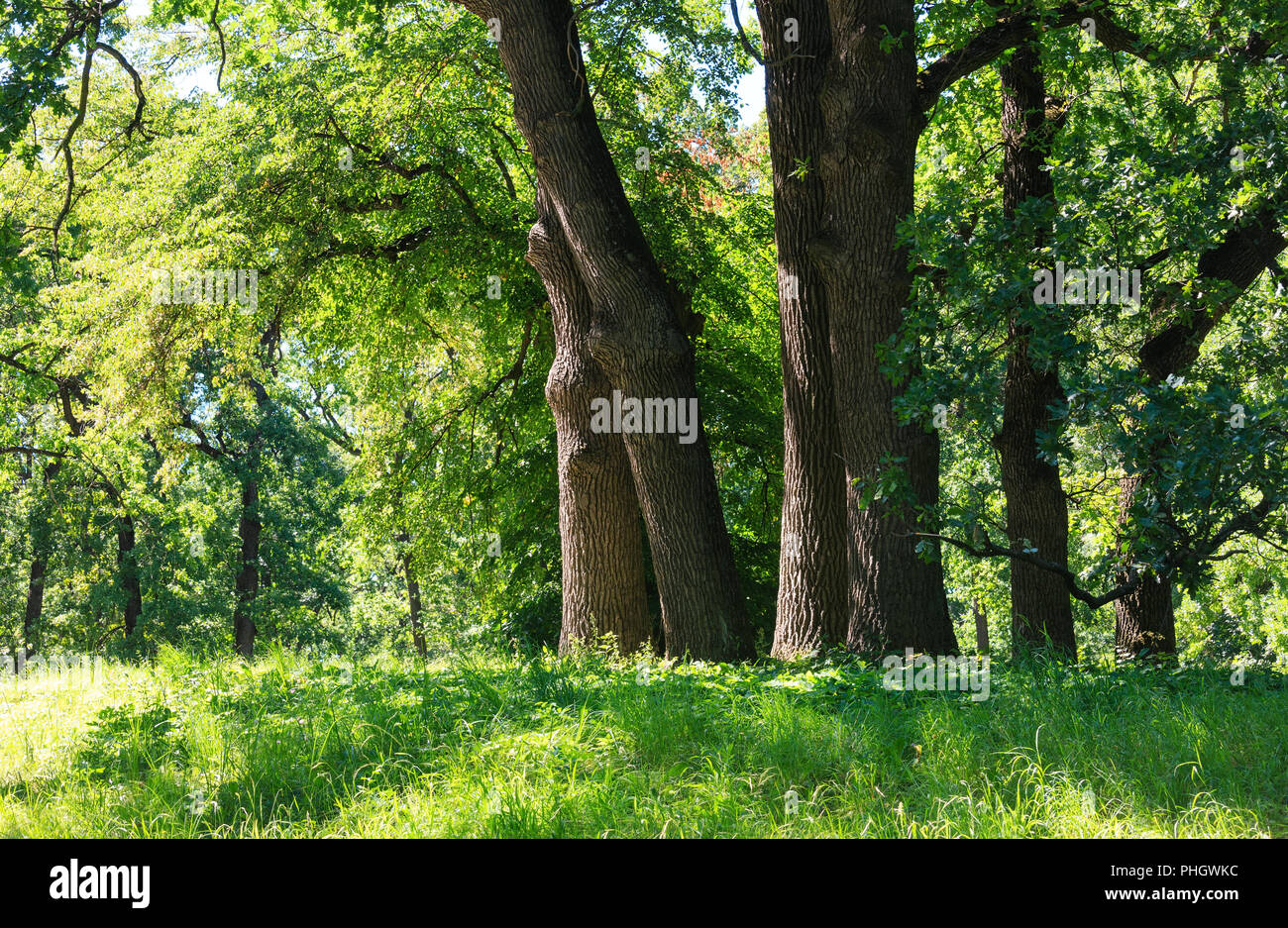Green grassy park hi-res stock photography and images - Alamy