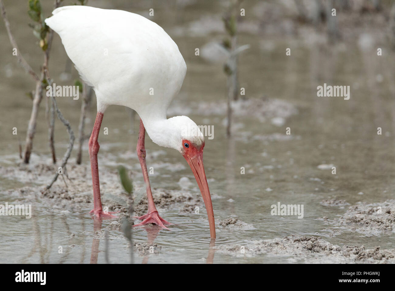 American White ibis Eudocimus albus bird in a pond Stock Photo - Alamy