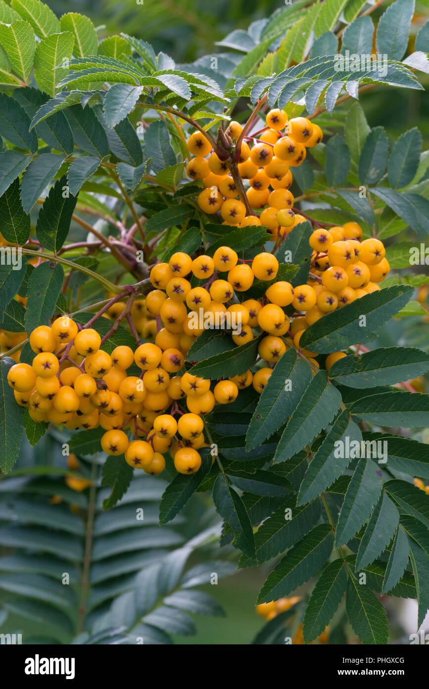 Yellow berried Rowa (Sorbus aucuparia "Sunshine"), berries Stock Photo ...