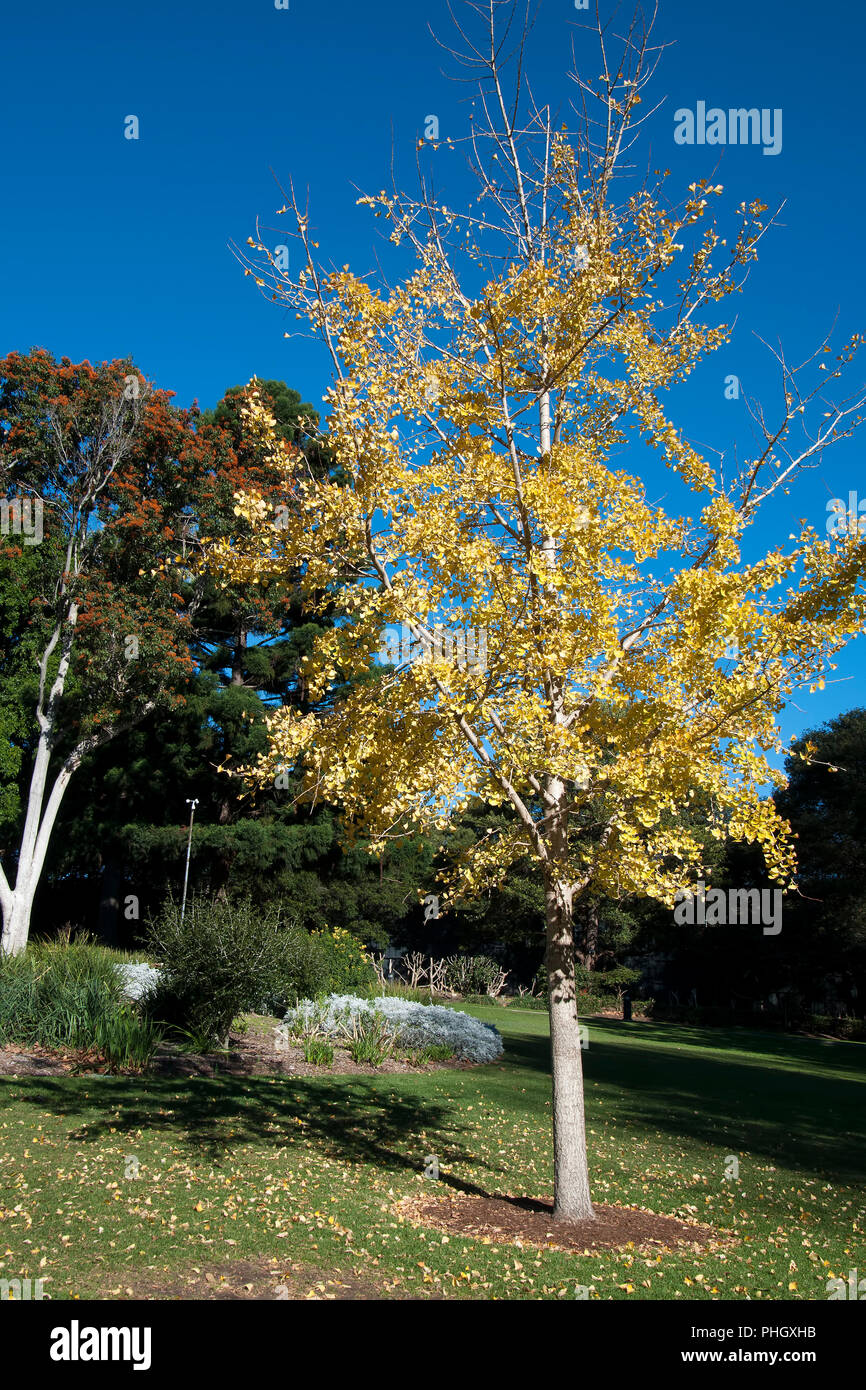 Sydney Australia, young tree with yellow autumn leaves Stock Photo - Alamy