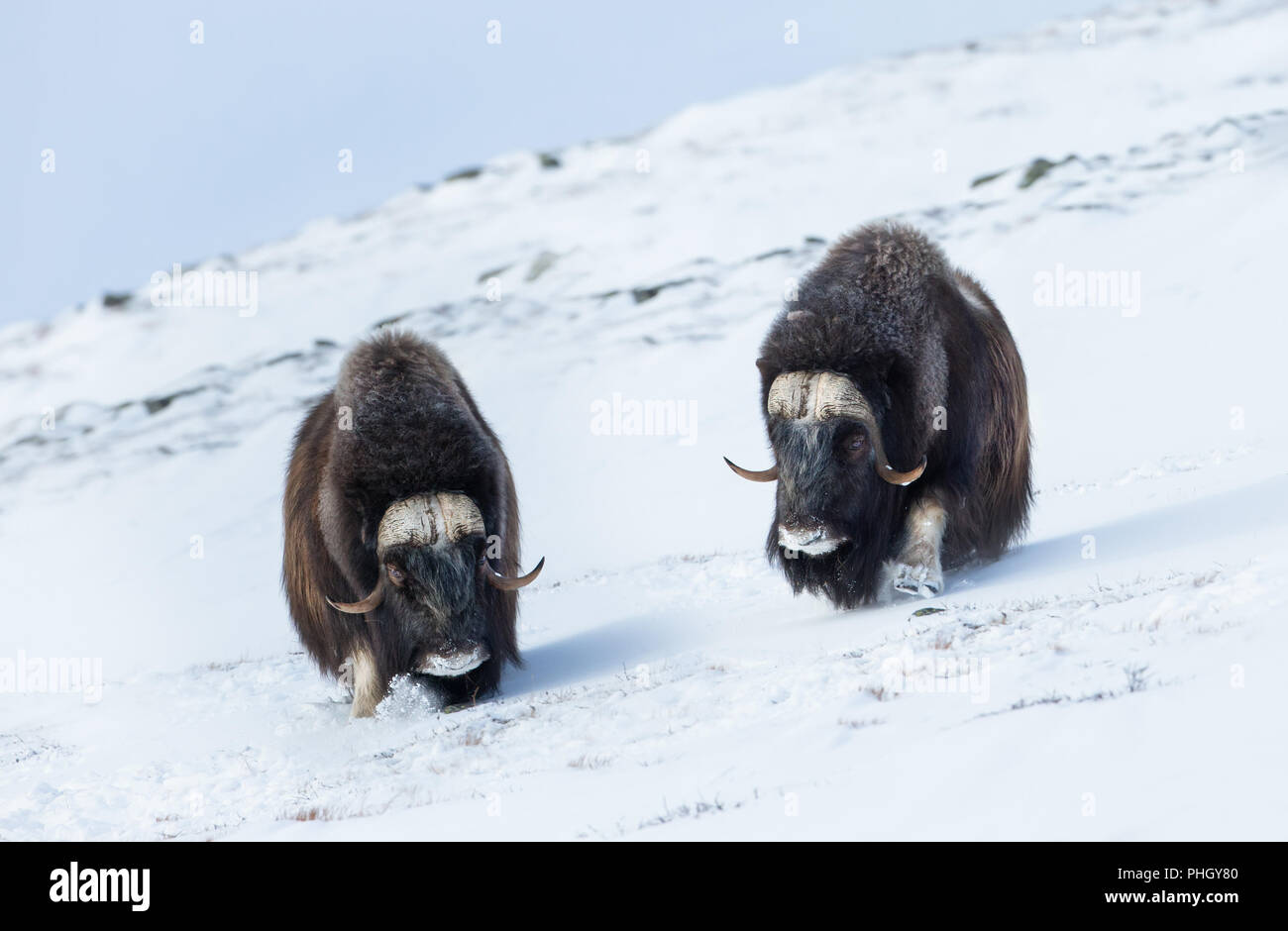 Ox down hi-res stock photography and images - Alamy