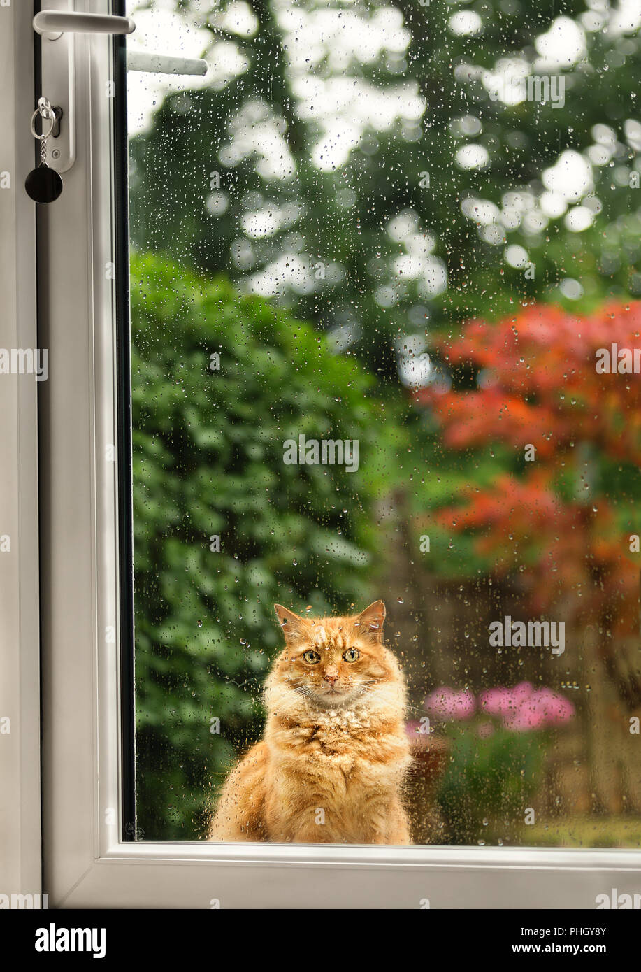 Close up of a cat waiting longingly at the door on a rainy day, UK ...