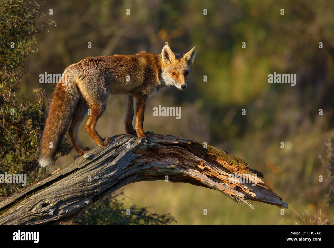 Red fox on a fallen tree hi-res stock photography and images - Alamy