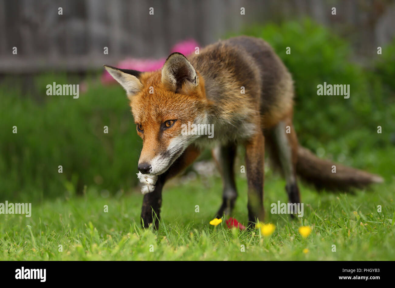 Fox carrying bird hi-res stock photography and images - Alamy