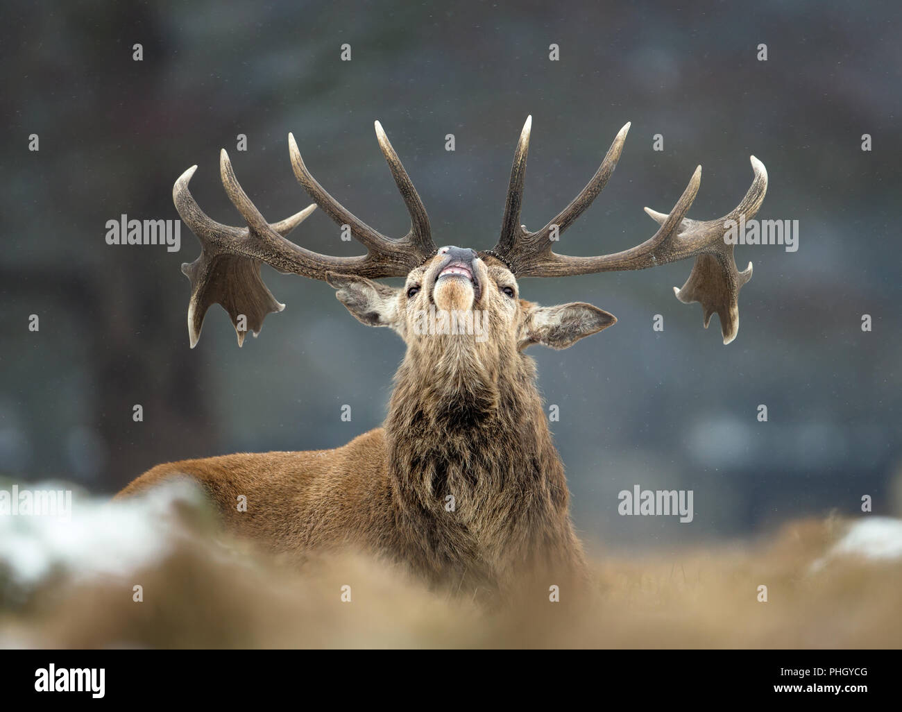 Close up of a Red deer stag bellowing in winter, UK Stock Photo - Alamy