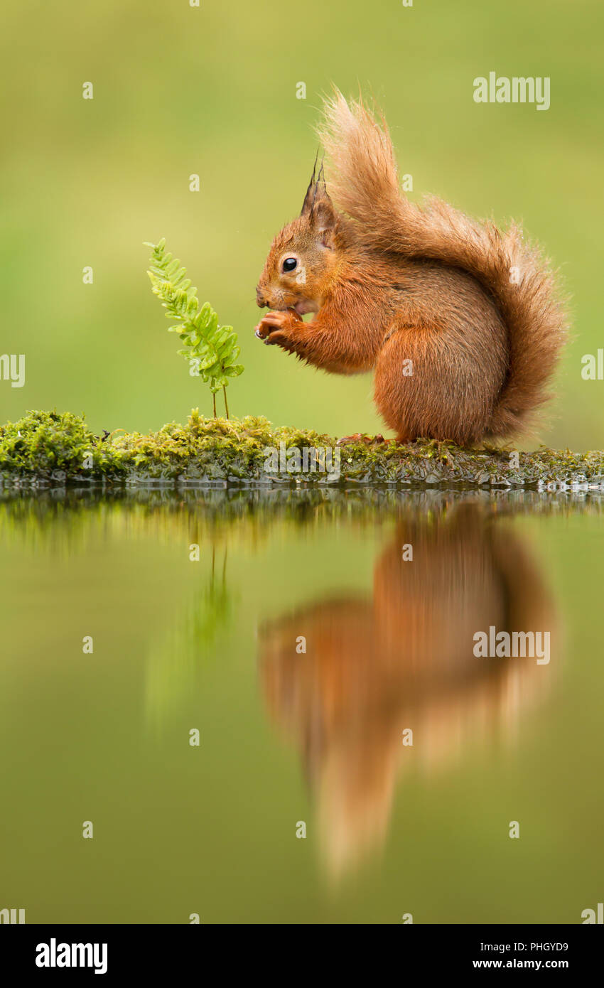 Red Squirrel Uk High Resolution Stock Photography and Images - Alamy