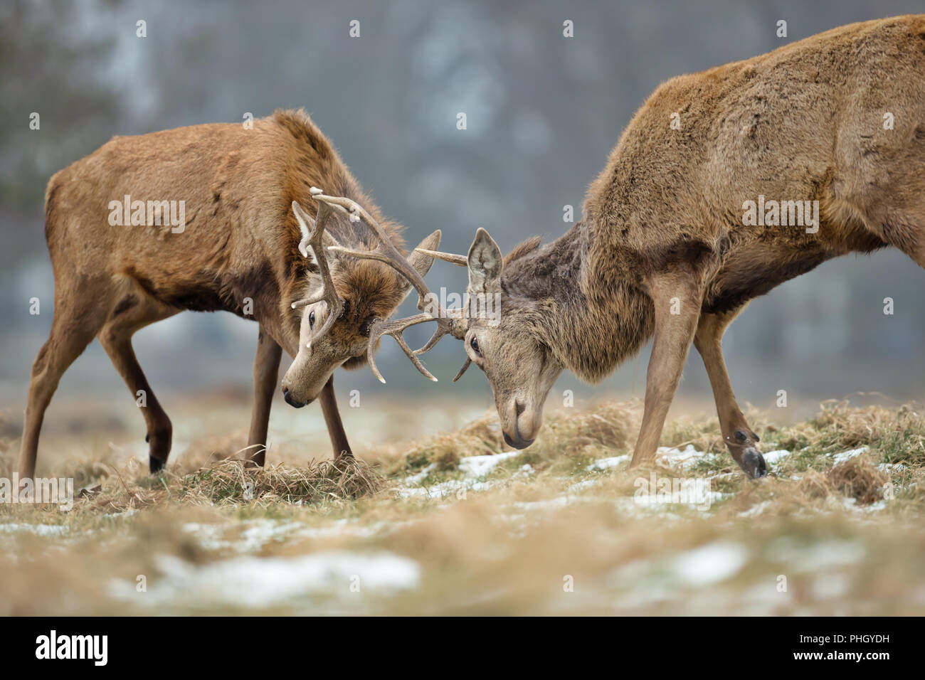 Close up of Red deer fighting during the rutting season in UK Stock ...