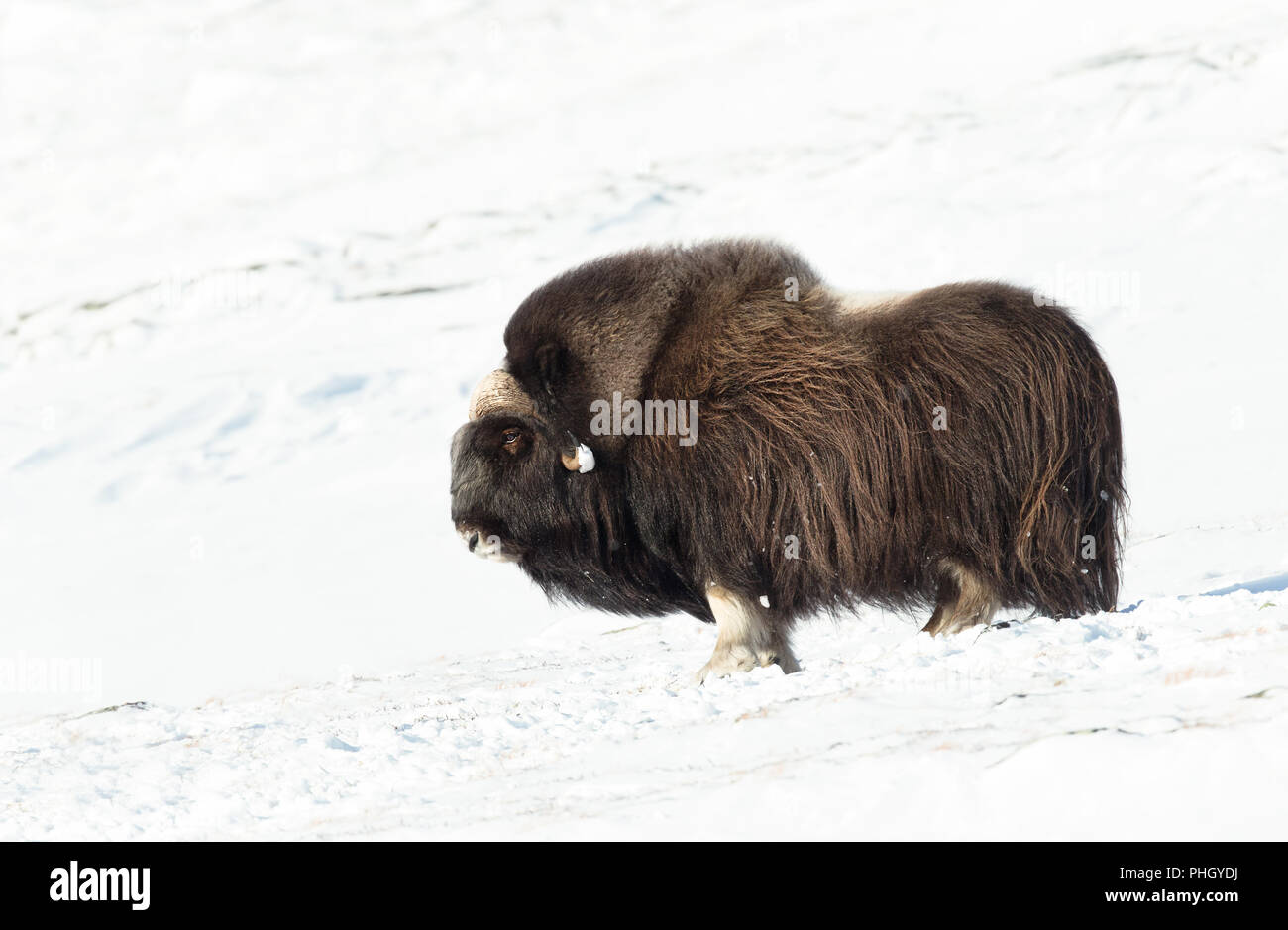 Arctic musk ox Cut Out Stock Images & Pictures - Alamy