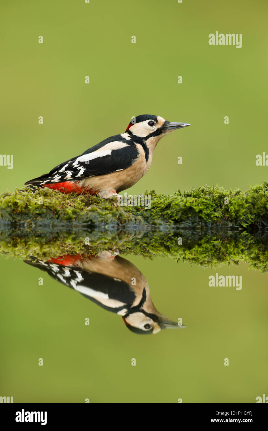 Woodpecker uk close up hi-res stock photography and images - Alamy