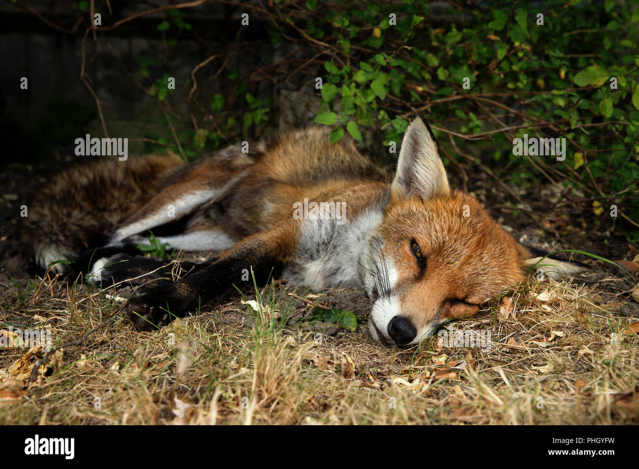 Close up of a Red fox sleeping on the grass under a bush, UK Stock ...