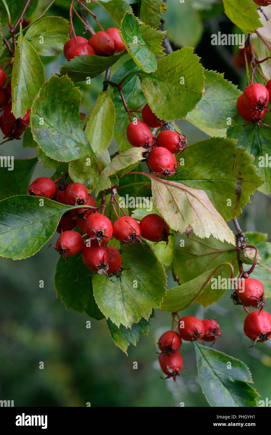 Crataegus dilatata hi-res stock photography and images - Alamy