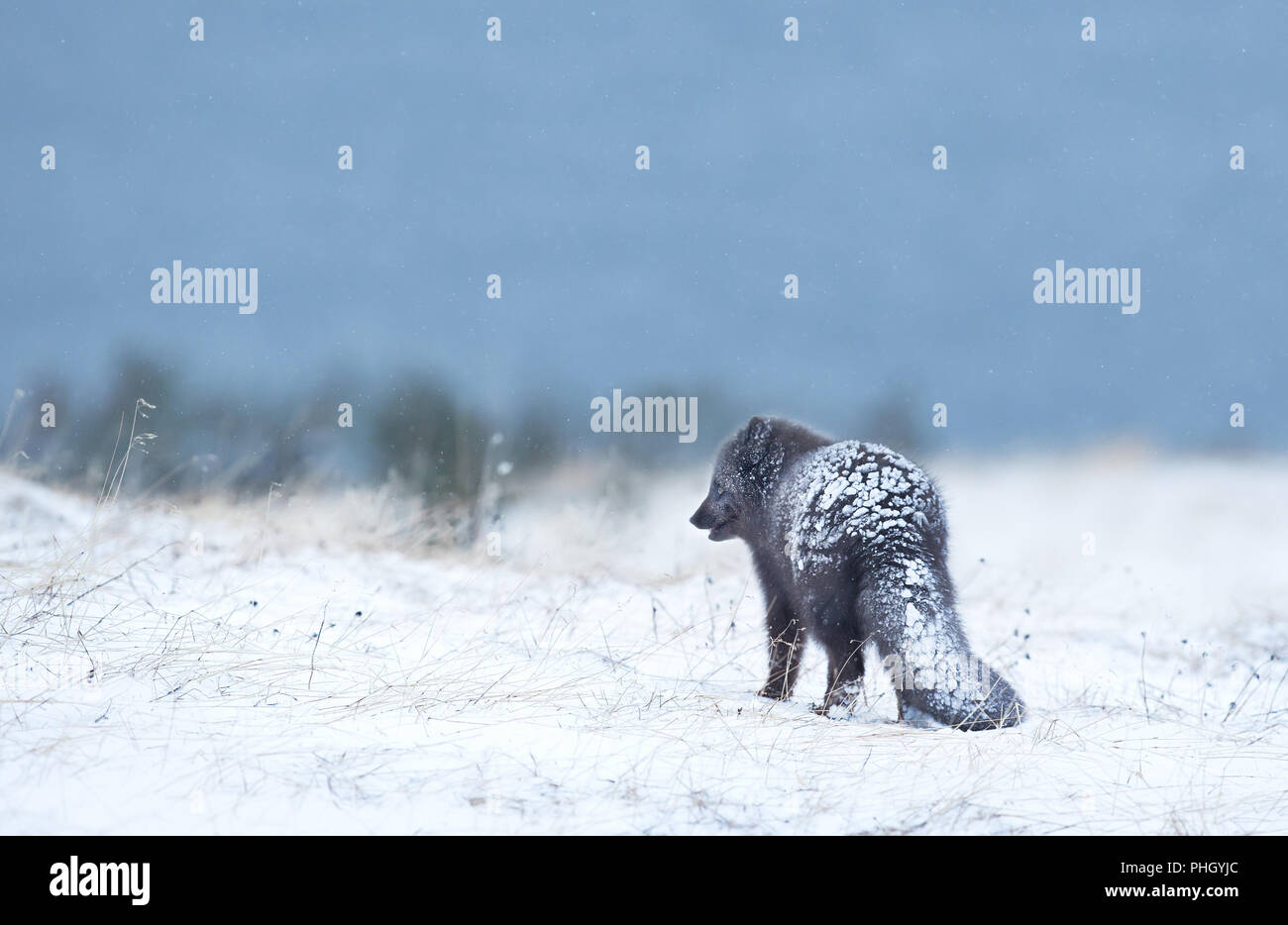 Snow falling arctic hi-res stock photography and images - Alamy