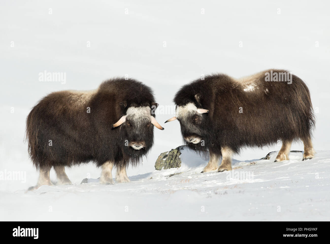 Musk Oxen Alaska High Resolution Stock Photography and Images - Alamy