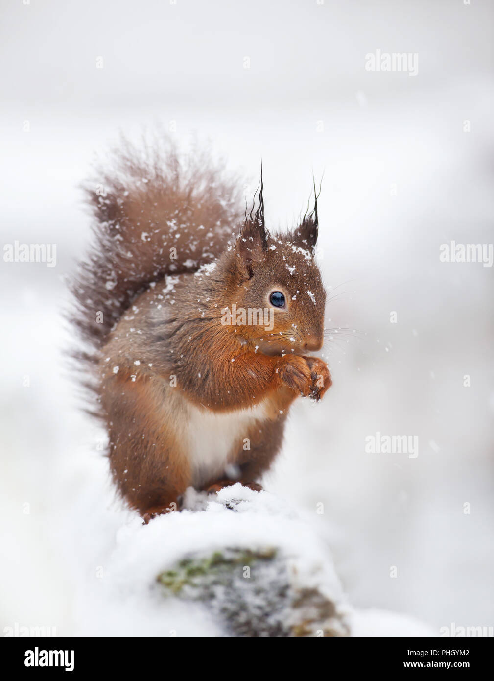 Cute red squirrel hi-res stock photography and images - Alamy