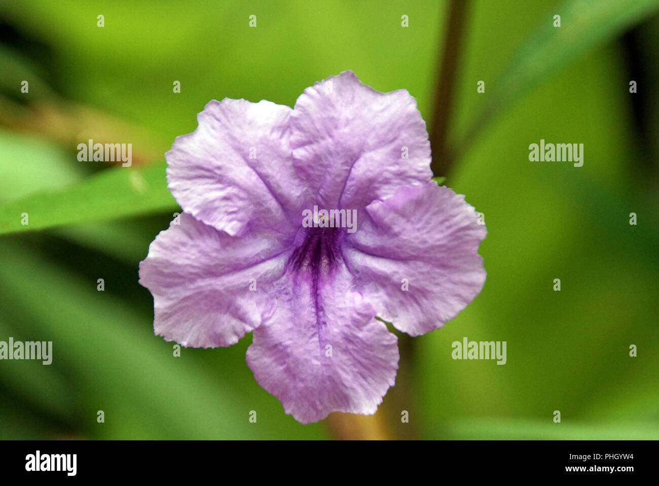 Beautiful colorful flowers Stock Photo - Alamy Beautiful colorful flowers Stock Photo - Alamy