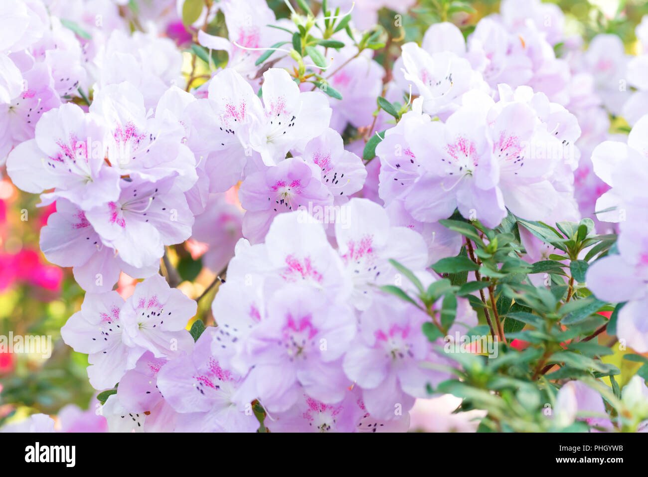 Pink spring flowers azalea Stock Photo - Alamy
