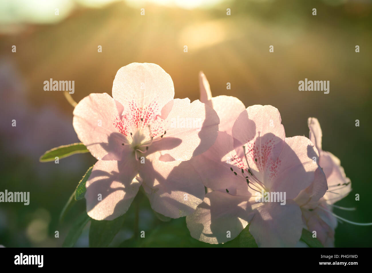 Spring flowers azalea in sun light Stock Photo - Alamy