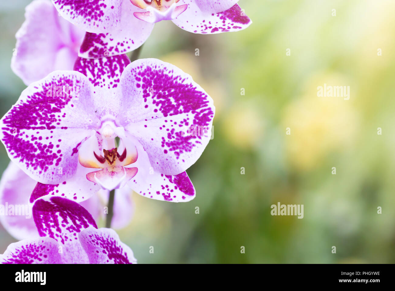 Orc tree hi-res stock photography and images - Alamy