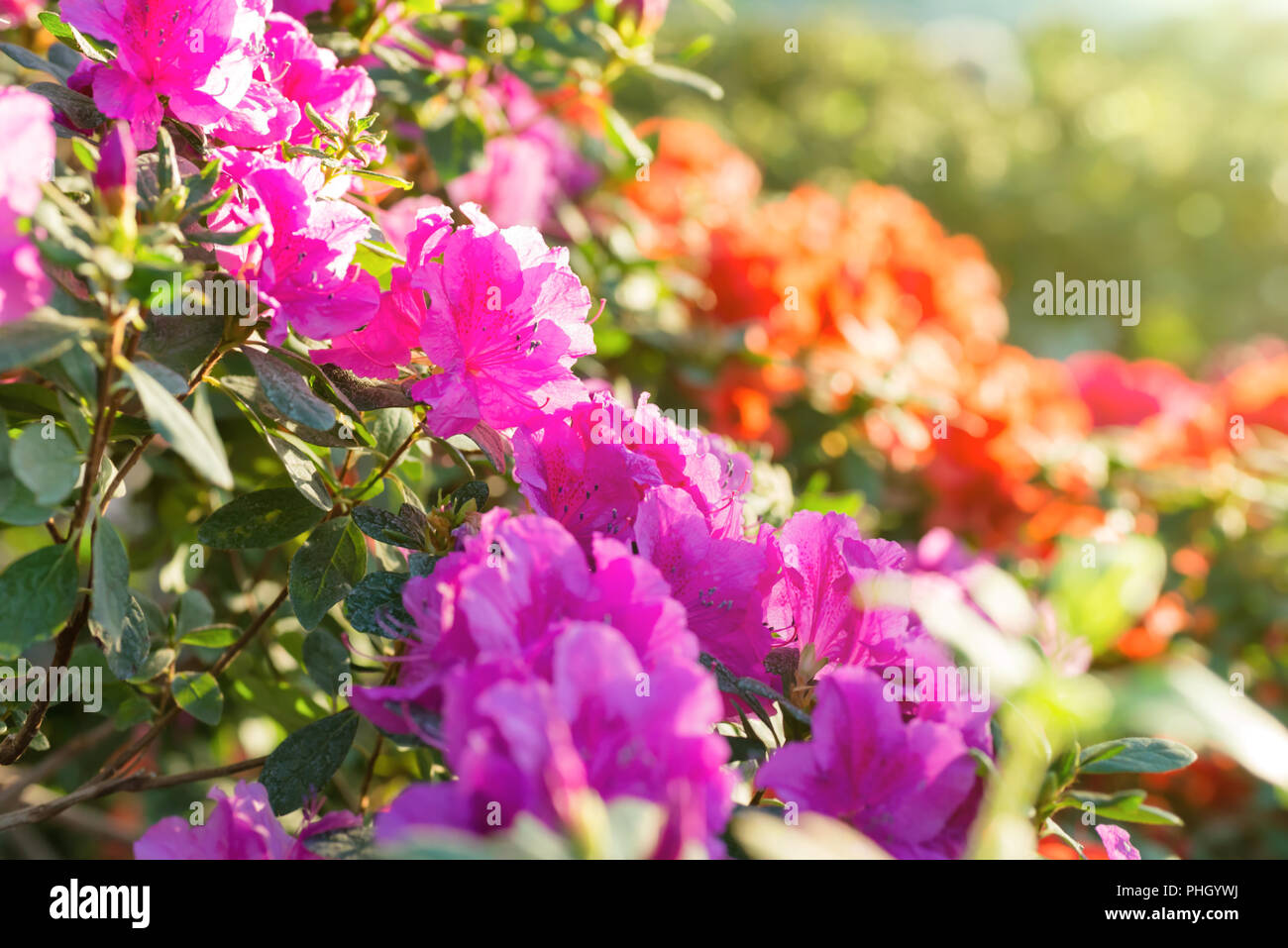Spring flowers azalea Stock Photo - Alamy