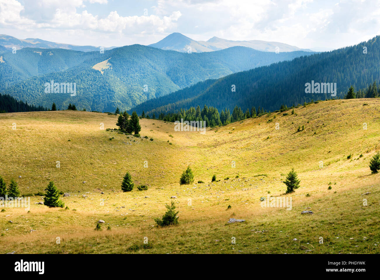 Yellow hills with trees and sunlight spots Stock Photo - Alamy
