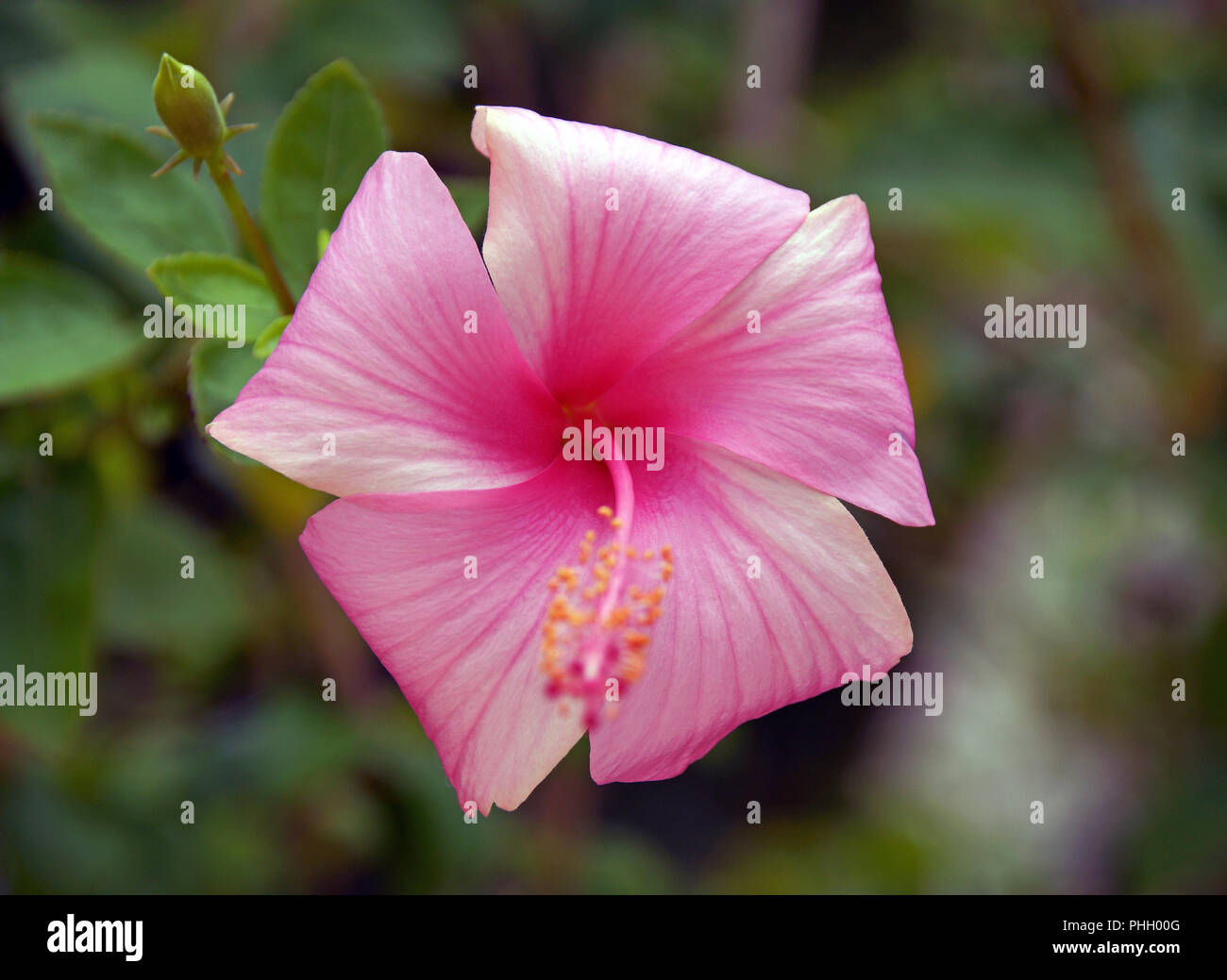 Beautiful colorful flowers Stock Photo - Alamy Beautiful colorful flowers Stock Photo - Alamy