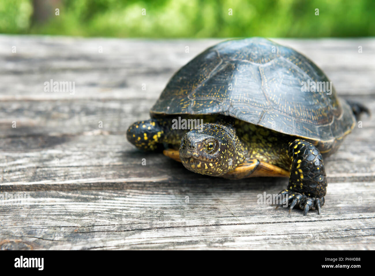 Turtle table hi-res stock photography and images - Alamy