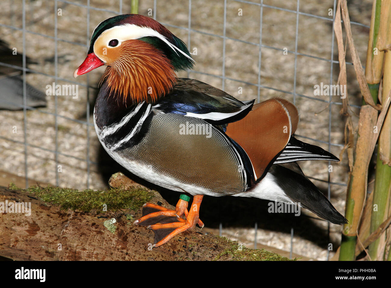Mandarinenten mannchen hi-res stock photography and images - Alamy