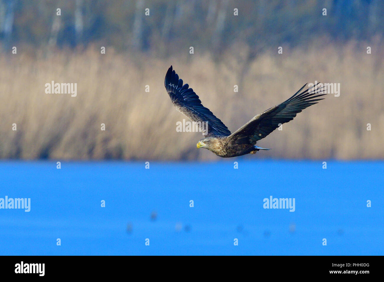 Majestic white tailed eagle hi-res stock photography and images - Alamy