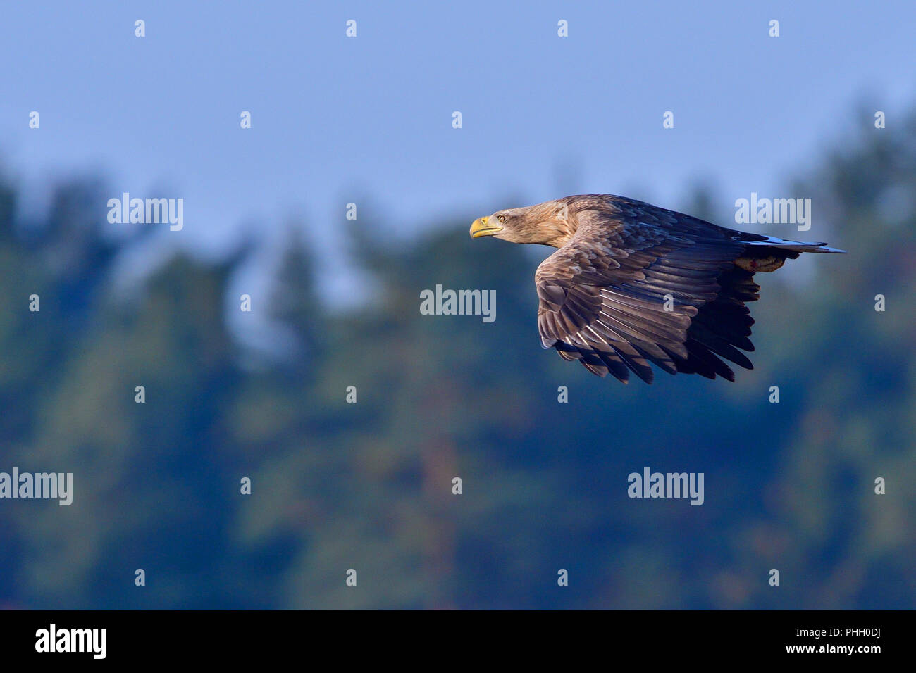 White-tailed eagle in flight Stock Photo - Alamy