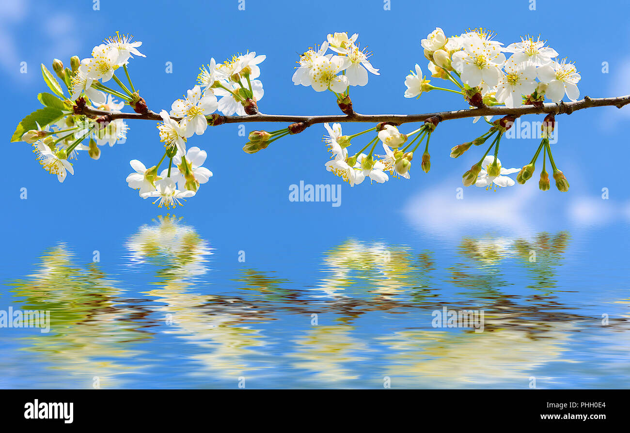 Sunlight over flowers hi-res stock photography and images - Alamy