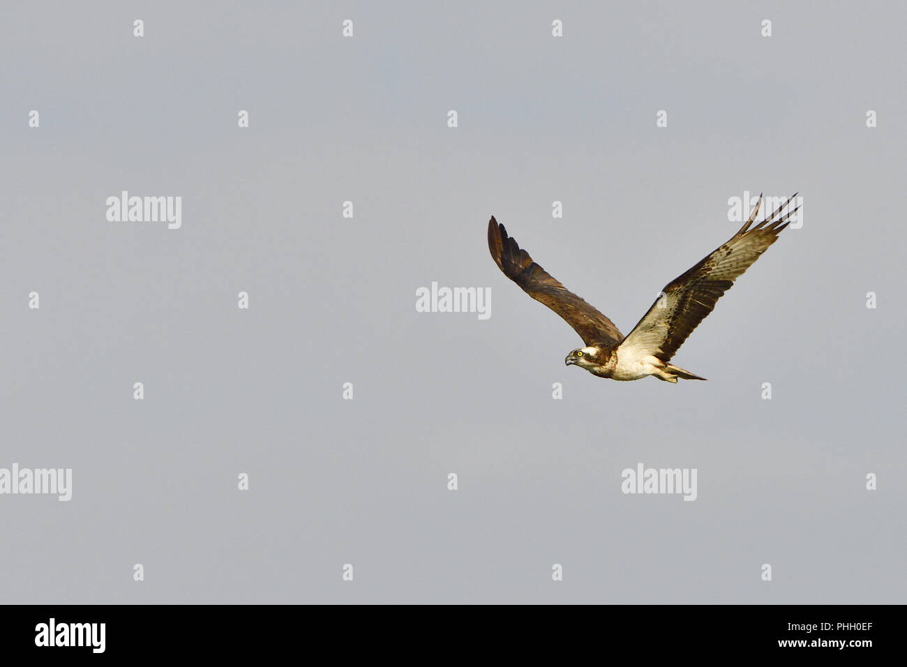 Osprey in flight Stock Photo - Alamy