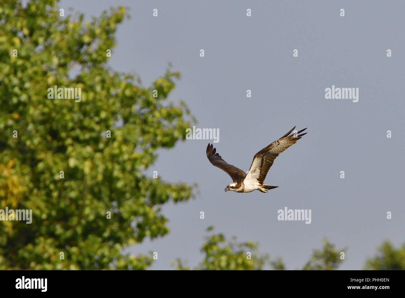 Osprey in flight hi-res stock photography and images - Alamy