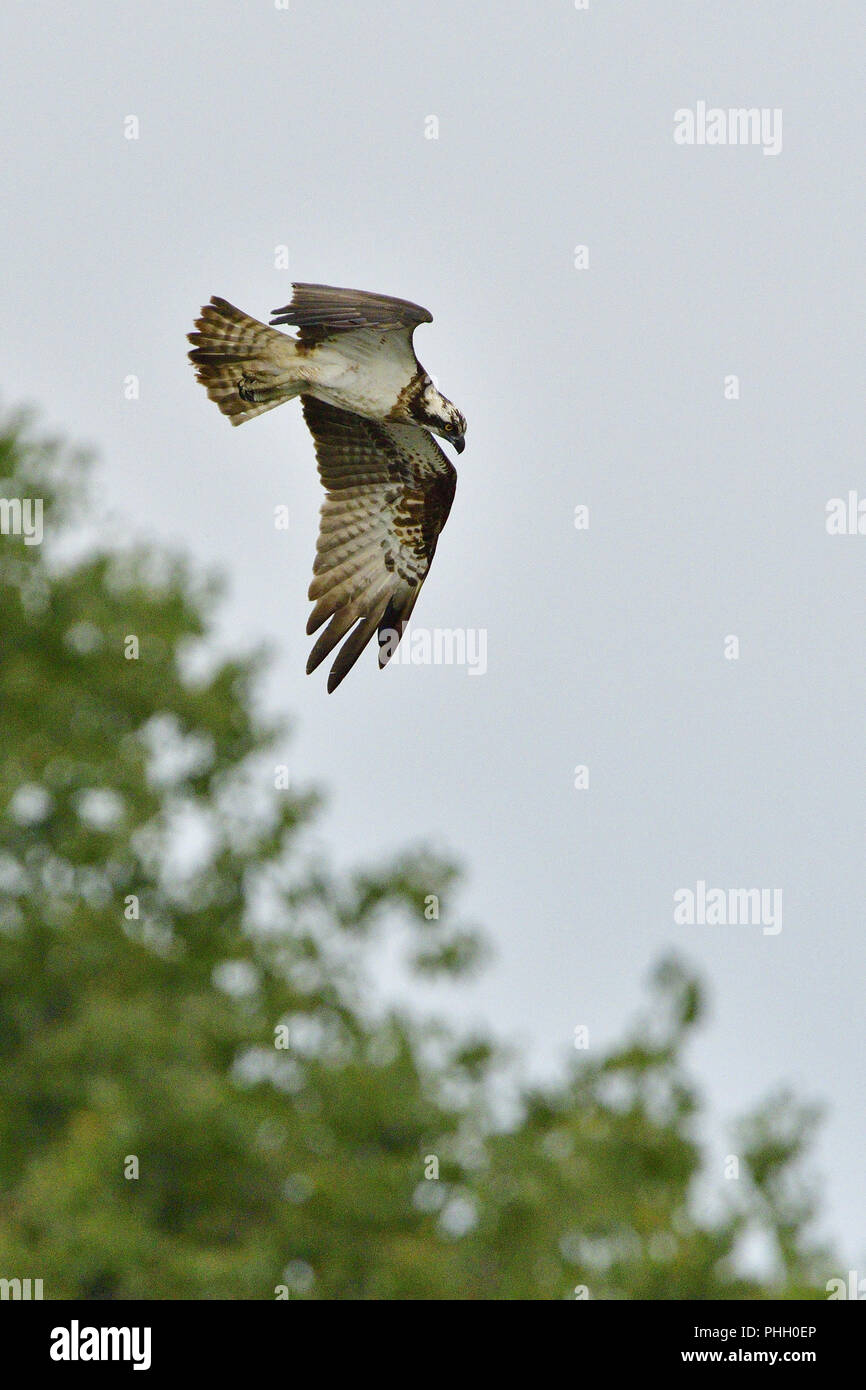 Osprey in flight water hi-res stock photography and images - Alamy