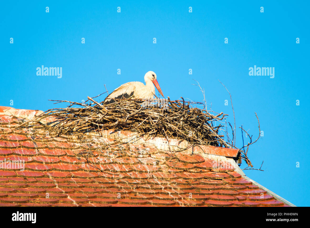 White stork in nest on old wooden house roof in morning, nature park ...