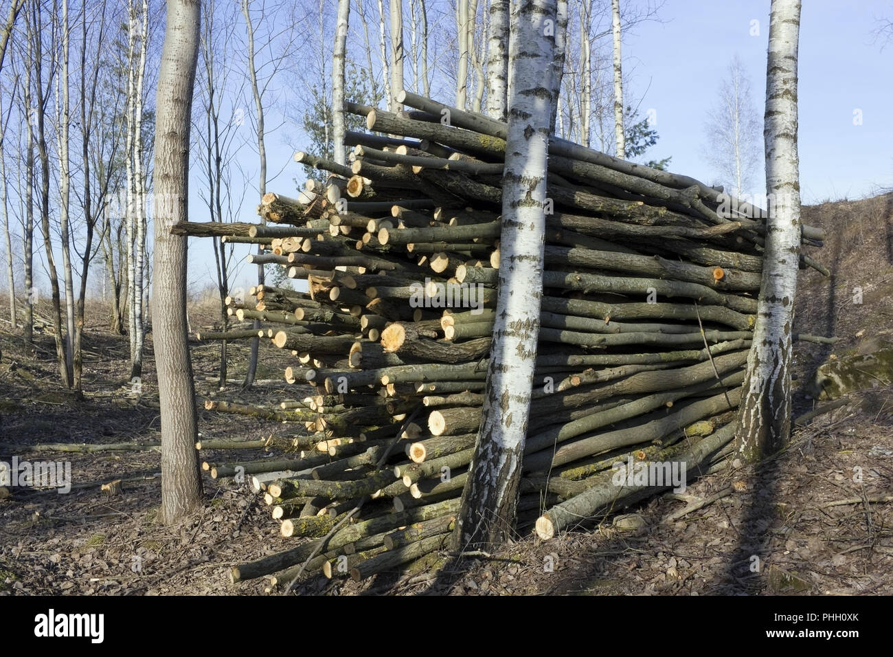 Ecological cleaning of the birch wood Stock Photo - Alamy