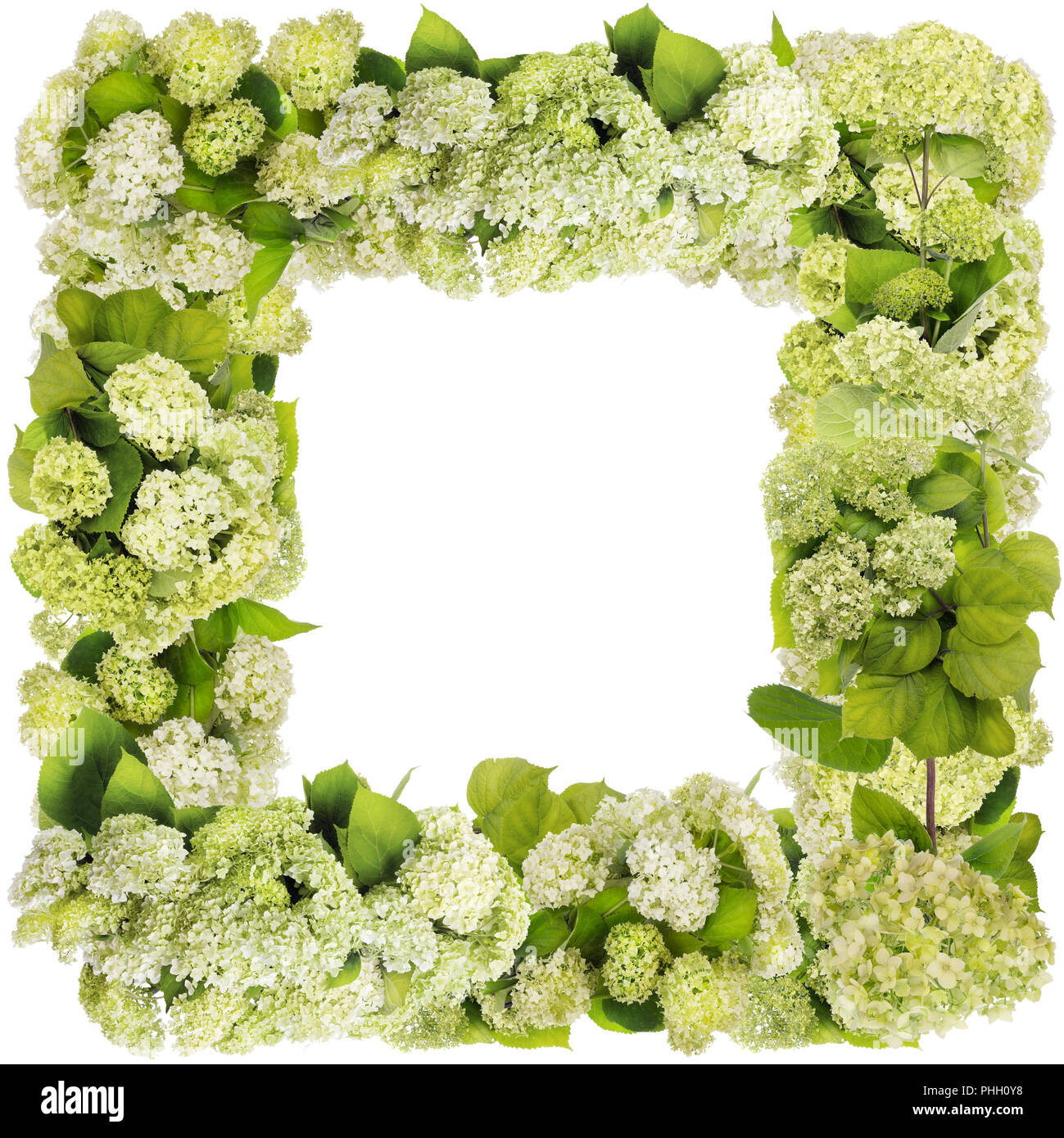 Green floral hydrangea frame Stock Photo - Alamy