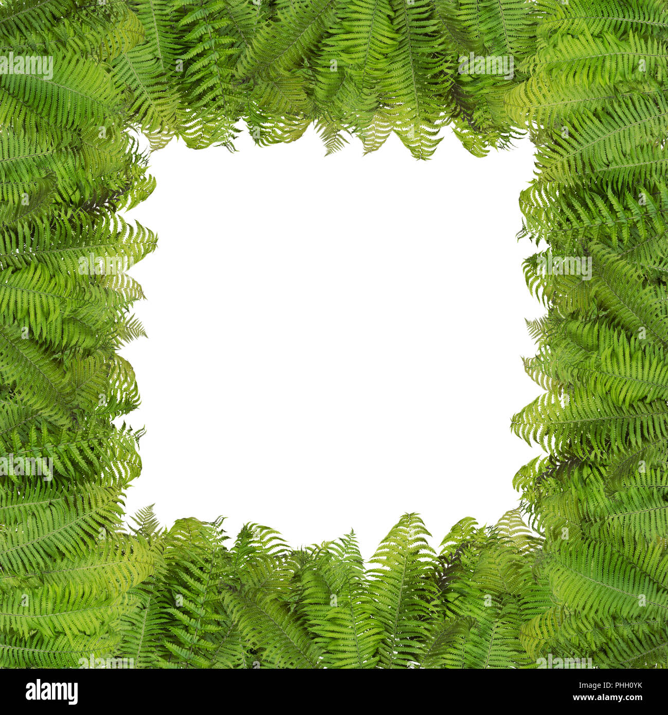 Autumn fern hi-res stock photography and images - Alamy